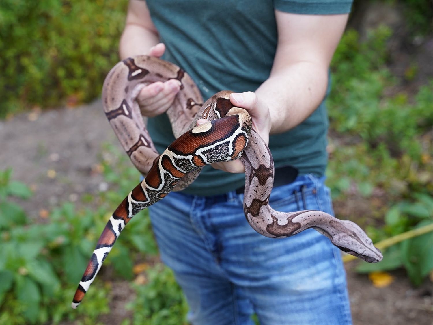Well Established Long Term Captive Guyana True Red-tailed Boa ...