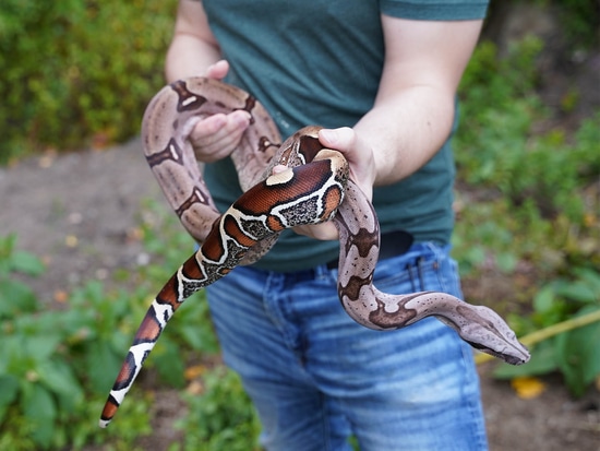 Well Established Long Term Captive Guyana True Red-Tailed Boa ...