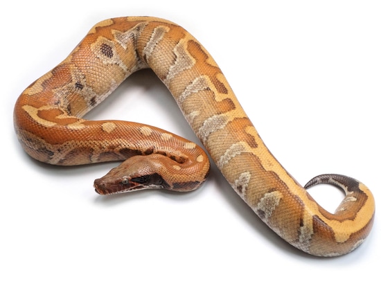 Cartoon" Bangka Blood Python by NERD