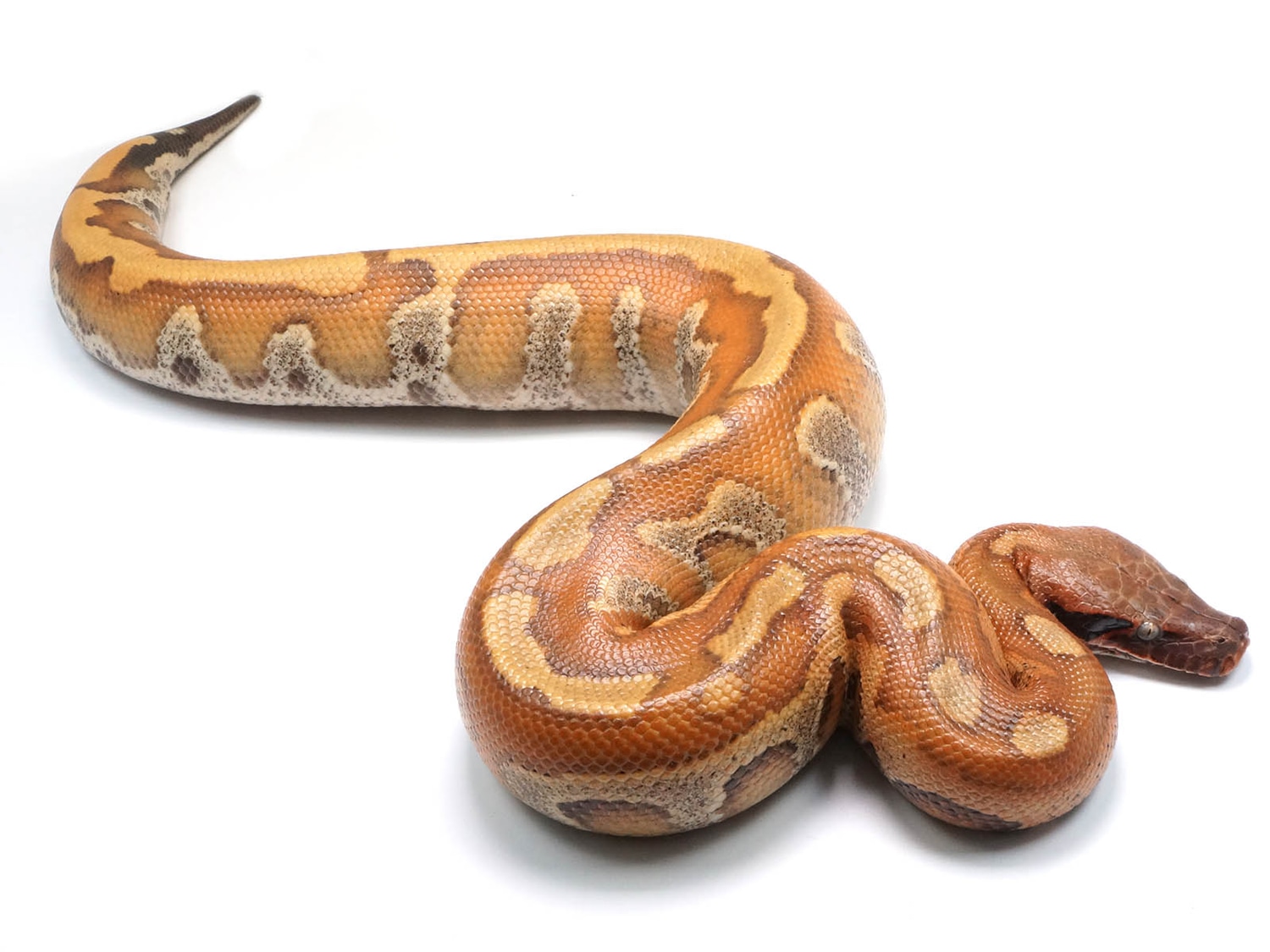 Bangka Blood Python by New England Reptile Distributors - MorphMarket
