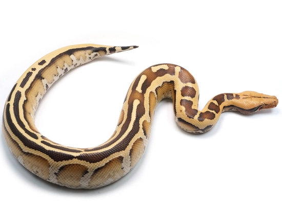 Borneo Short Tail Python Borneo Short-Tailed Python by NERD