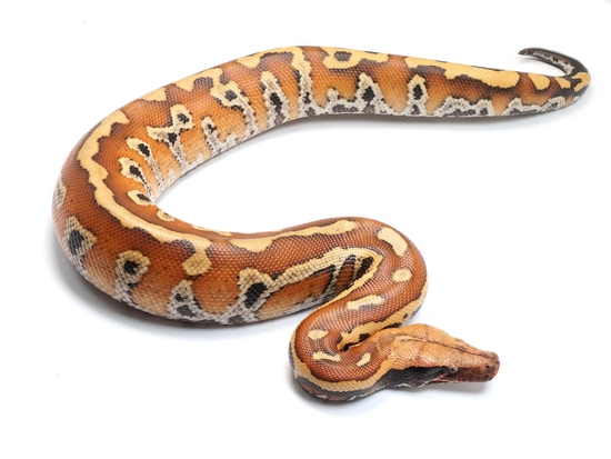 Red Blood Python by New England Reptile Distributors