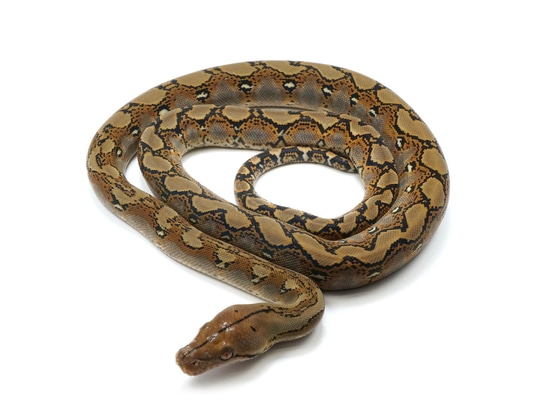 Het Pied Reticulated Python by New England Reptile Distributors