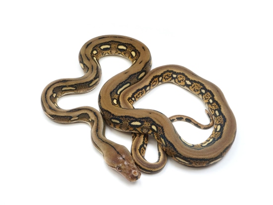Tiger Het Pied Reticulated Python by New England Reptile Distributors