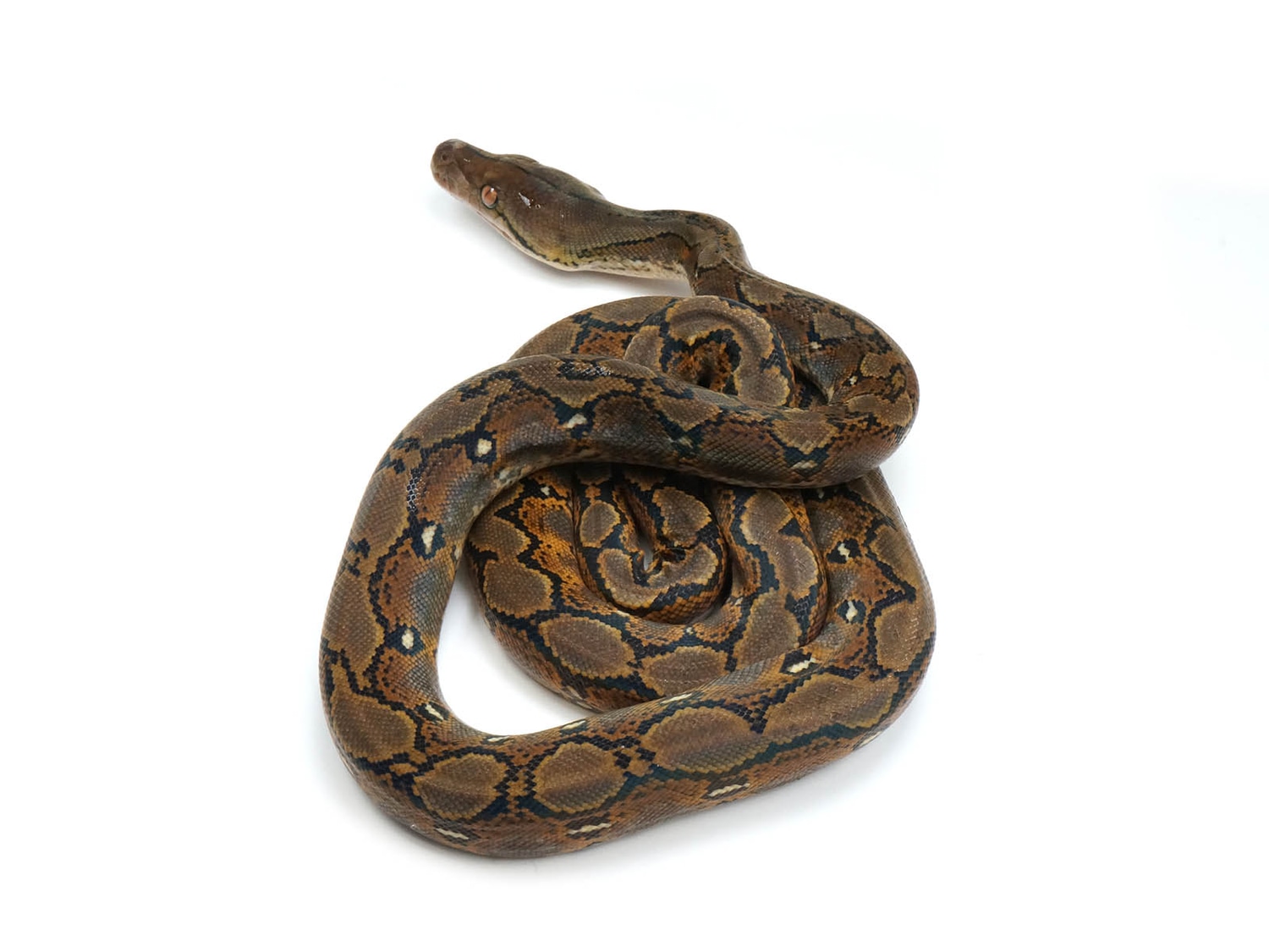 Het Pied - Exceptional Color Reticulated Python by New England Reptile ...