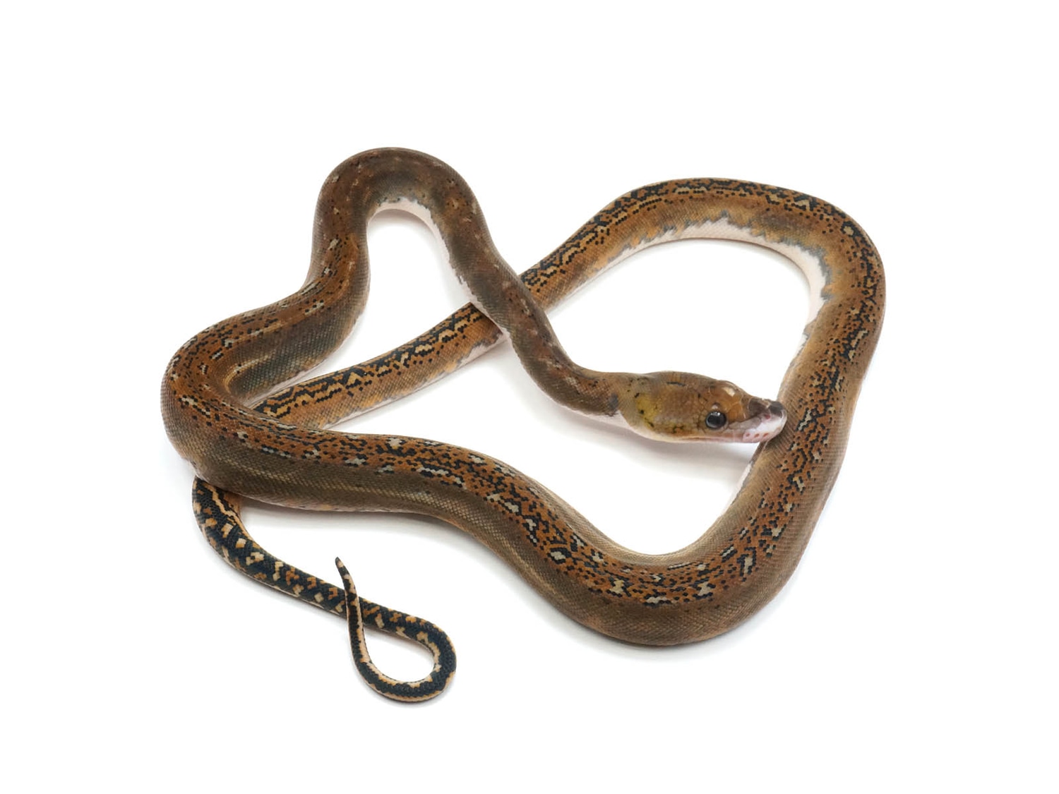 Motley Tiger Pied Reticulated Python by New England Reptile ...