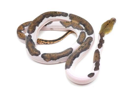 Motley Pied Reticulated Python by NERD