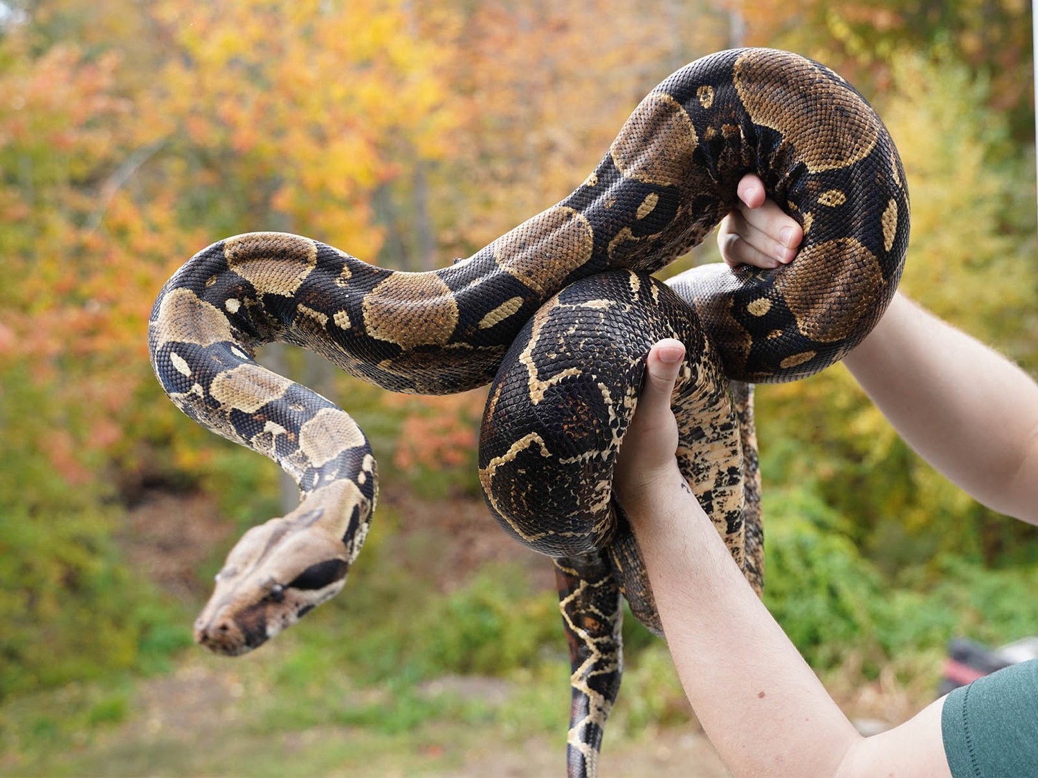 7+ Feet Breeder Female Boa Constrictor by New England Reptile ...