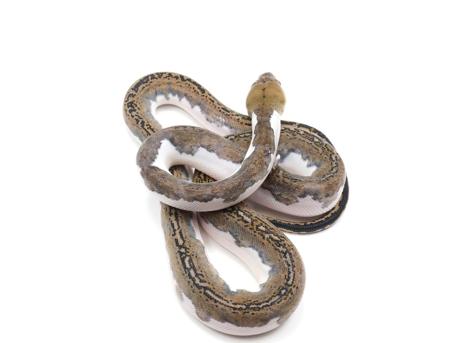 Pied Reticulated Python by New England Reptile Distributors - MorphMarket