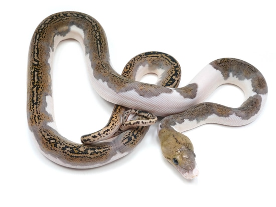 Pied Reticulated Python by NERD