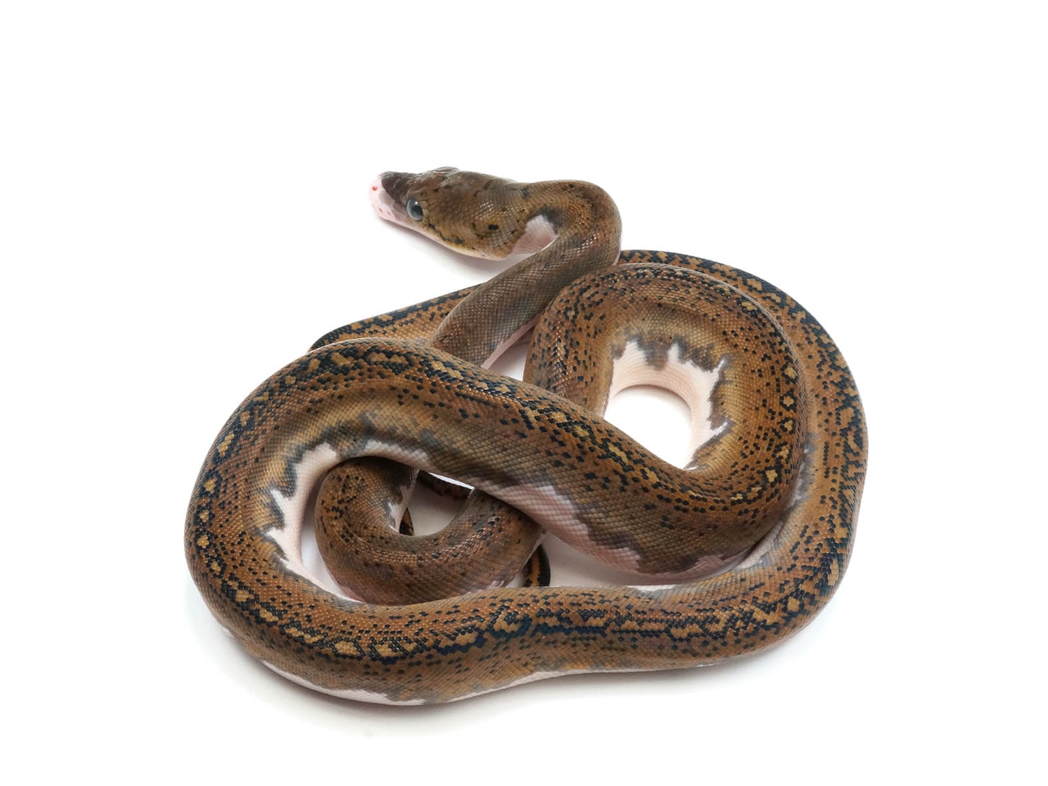 Pied Reticulated Python by New England Reptile Distributors - MorphMarket