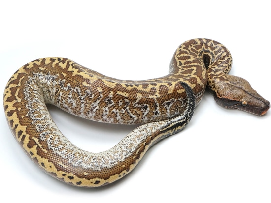 Batik Het T- Albino Blood Python by New England Reptile Distributors