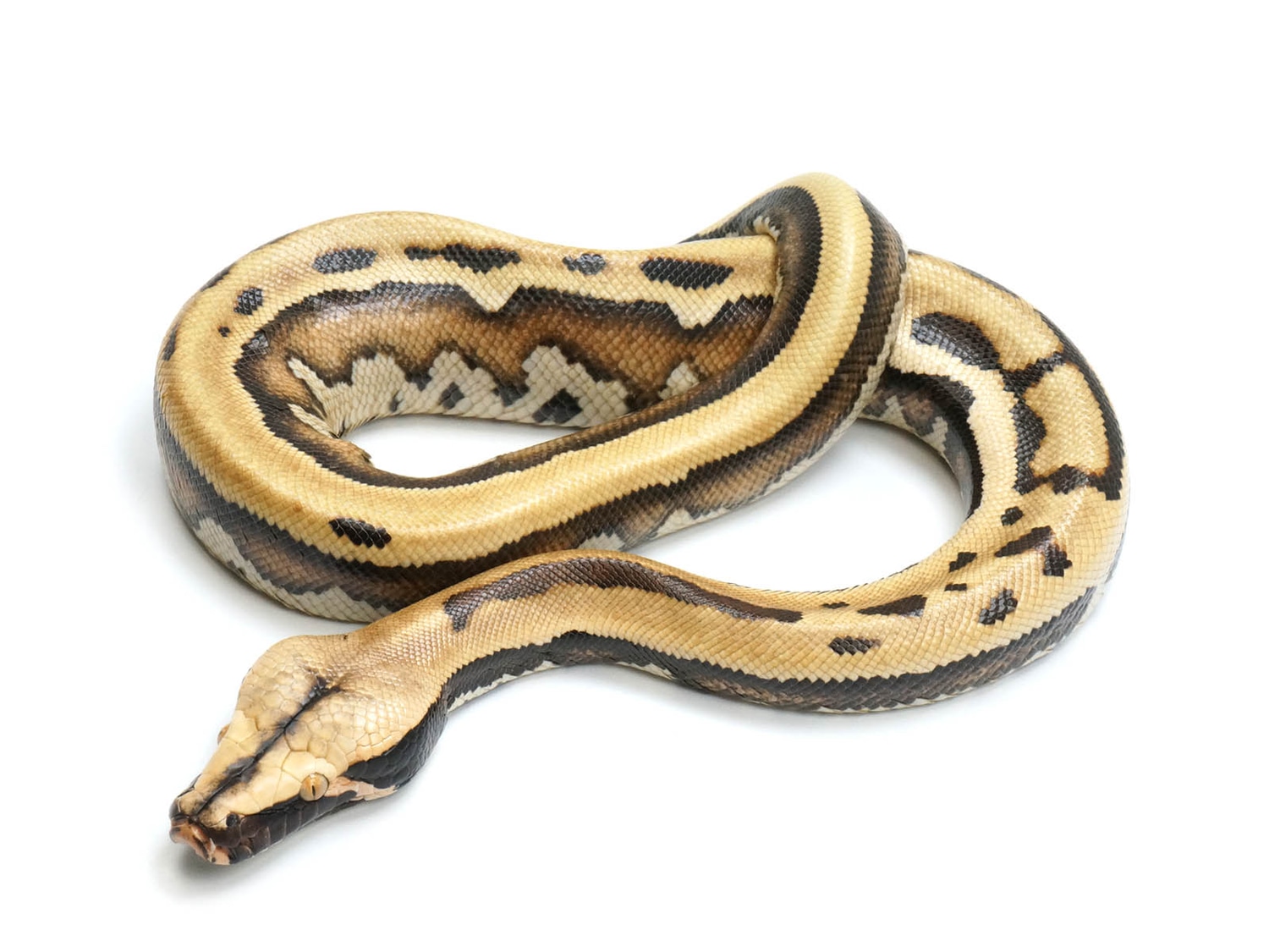 Golden Eye Het T- Albino Blood Python by New England Reptile ...