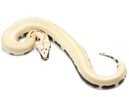 Magpie 50% Possible Het T- Albino Blood Python by NERD