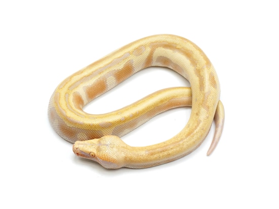 T- Albino Golden Eye Blood Python by NERD