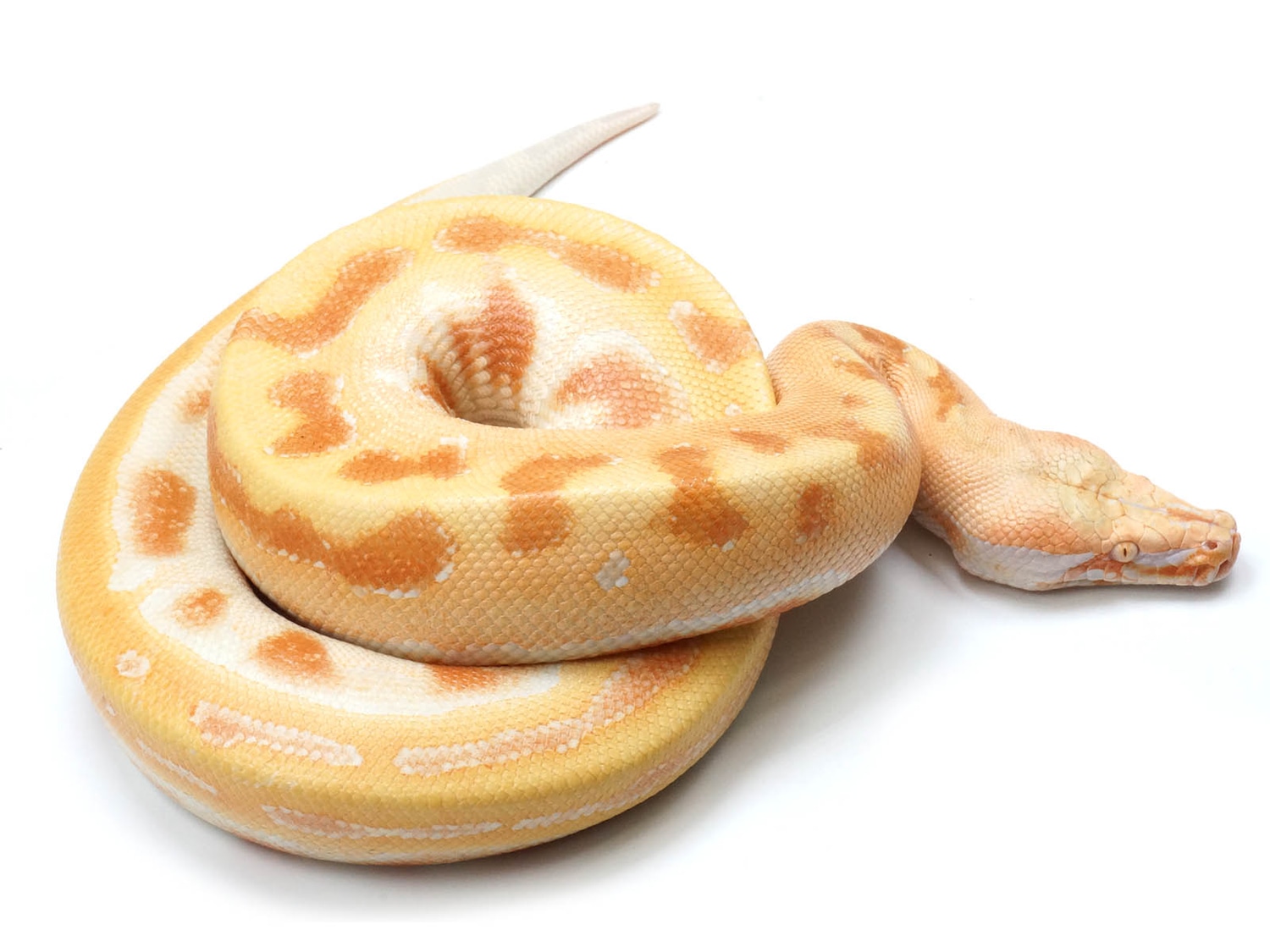 T- Albino Golden Eye Blood Python by New England Reptile Distributors ...