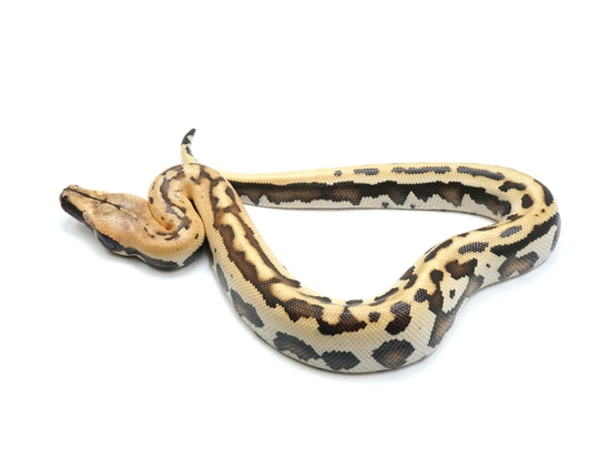 Golden Eye Het T- Albino Blood Python by New England Reptile Distributors