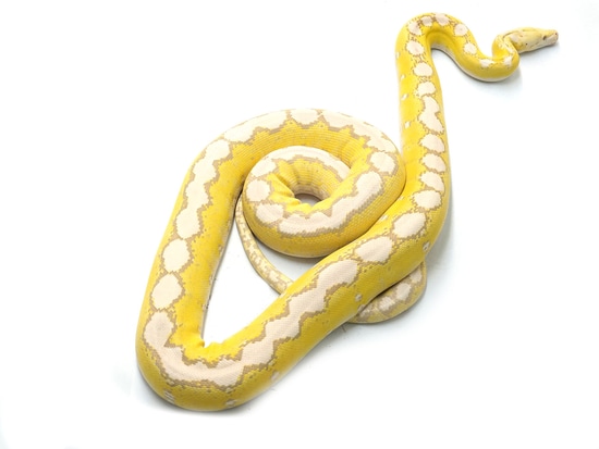 Orange Glow ( Indo Caramel + Clark Albino) Motley - Currently Breeding ...