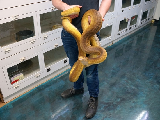 "Beast” Goldenchild Phantom Platinum Tiger Reticulated Python by NERD