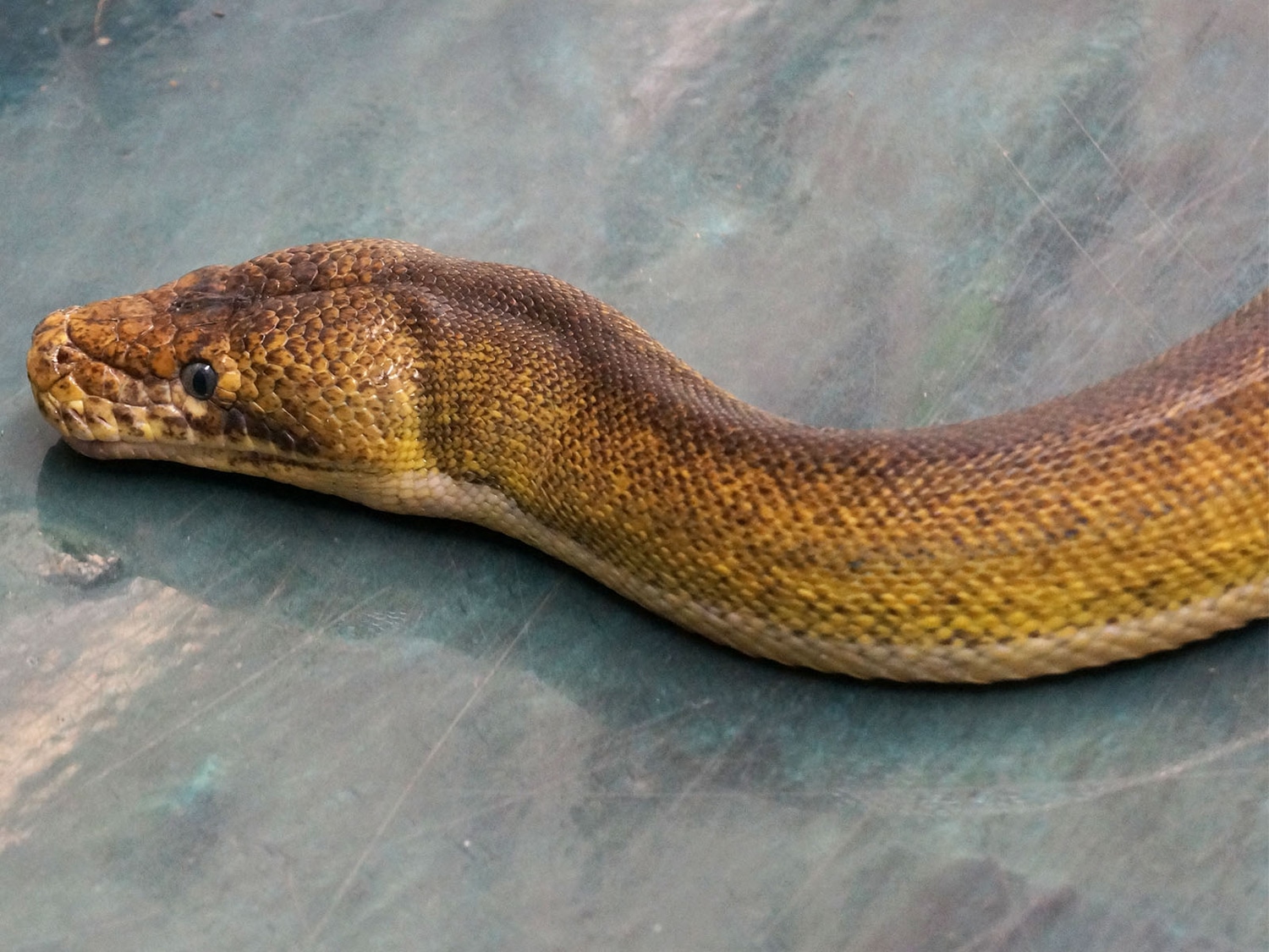 "Beast” Goldenchild Phantom Platinum Tiger Reticulated Python by New ...