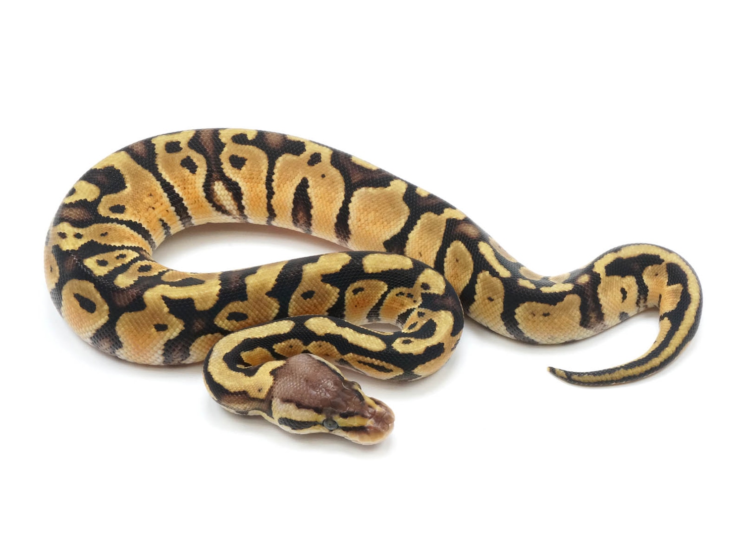 Pastel Het Clown Ball Python by New England Reptile Distributors ...