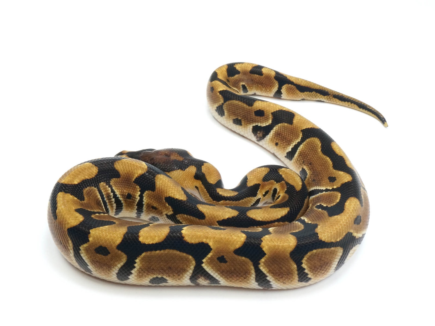 Crypton Ball Python by New England Reptile Distributors - MorphMarket