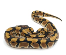 Crypton Ball Python by New England Reptile Distributors - MorphMarket