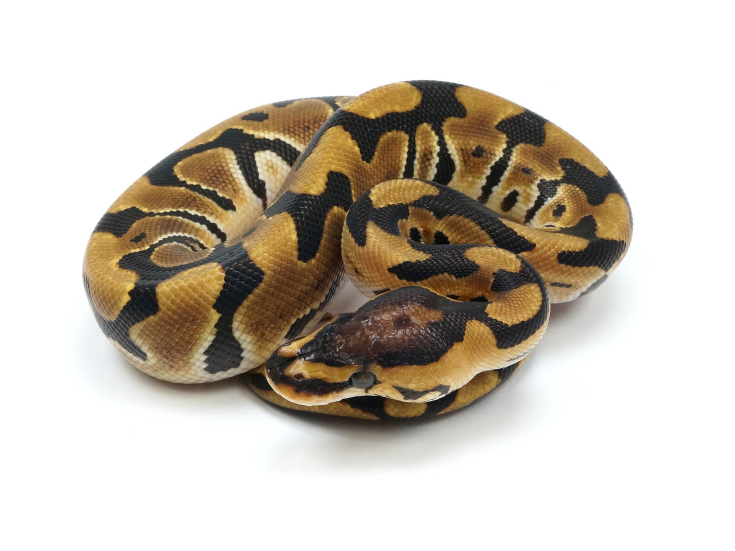 Crypton Ball Python by New England Reptile Distributors - MorphMarket
