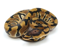 Crypton Ball Python by New England Reptile Distributors - MorphMarket