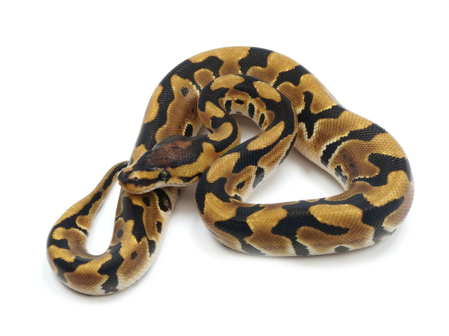 Crypton Ball Python by New England Reptile Distributors - MorphMarket