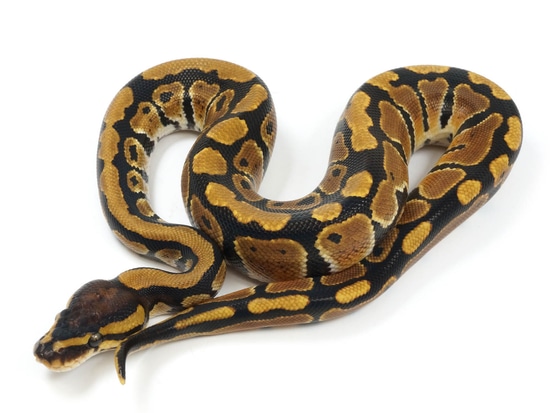 Het Clown Ball Python by New England Reptile Distributors