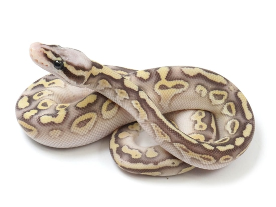 Super Pastel Butter Het Clown Ball Python by NERD