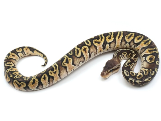 Inferno Het Ultra Ball Python by NERD