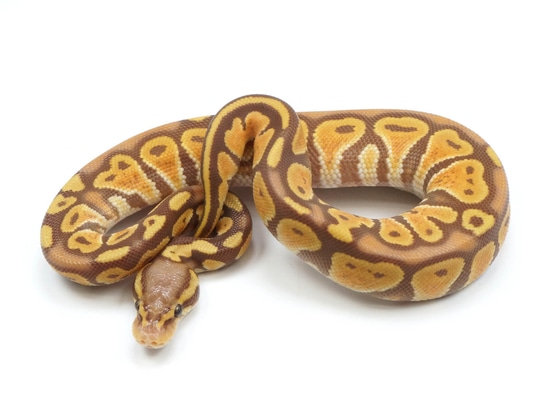 Black Back Ultra Ball Python by NERD