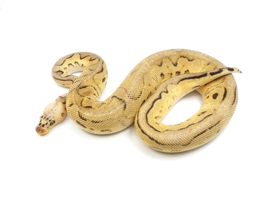 Super Pastel Clown 66% Het Ultra 66% Het Pied Ball Python by NERD