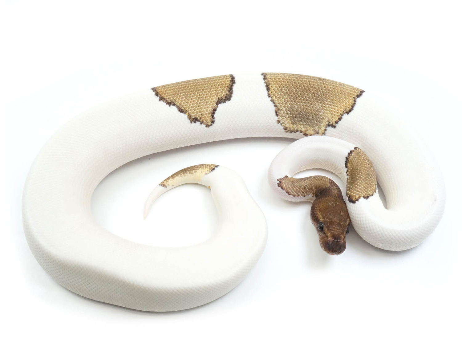 Mojave Pied Possible Pinstripe Het Albino Ball Python by New England ...