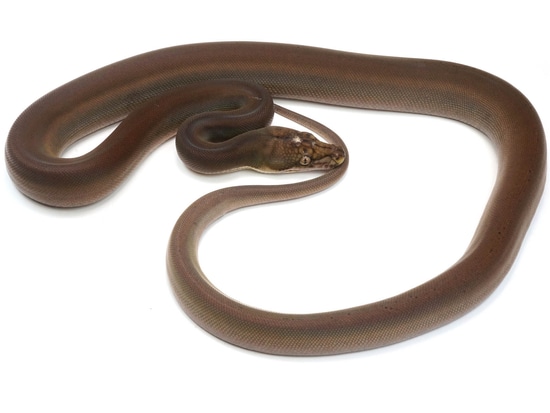 Golden Child Phantom Het Albino Reticulated Python by NERD