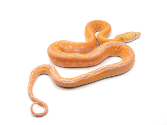 Albino Golden Child Reticulated Python by NERD