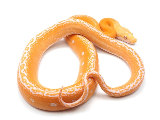 Albino Golden Child Reticulated Python by NERD
