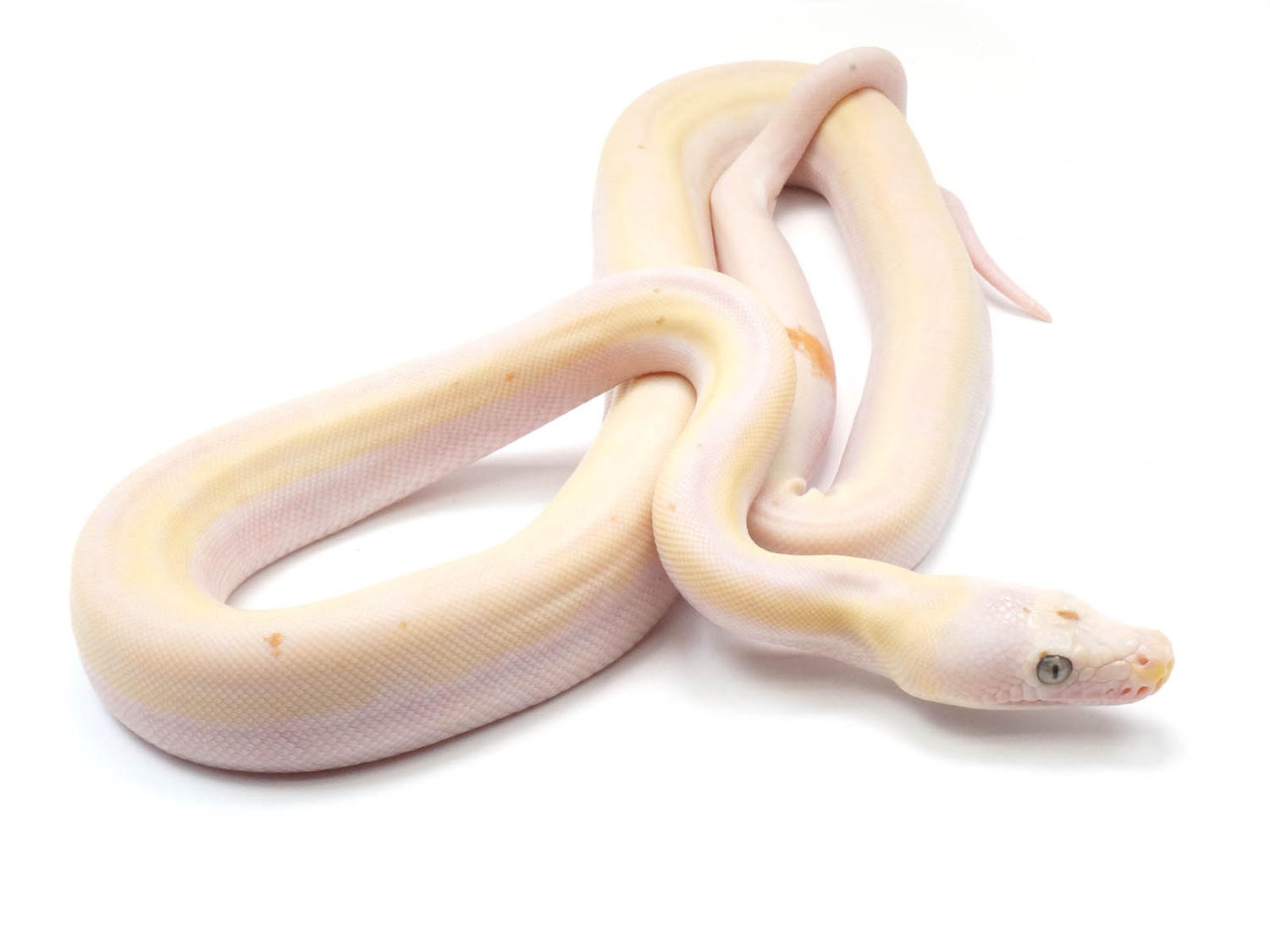Cow Het Albino Reticulated Python by New England Reptile Distributors ...