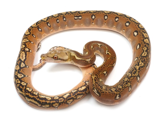 Phantom Het Albino Reticulated Python by New England Reptile Distributors
