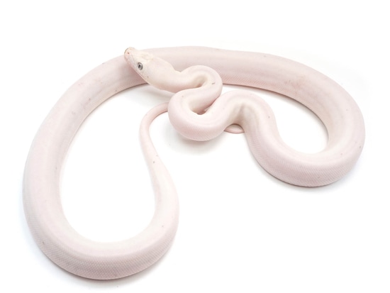 Golden Child Cow Het Albino Reticulated Python by New England Reptile ...