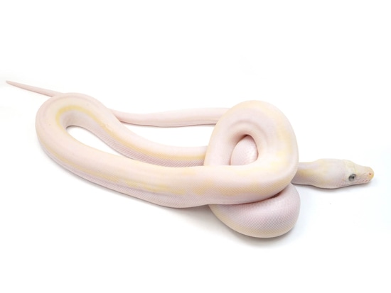 Cow Het Albino Reticulated Python by NERD