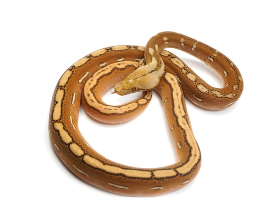 Orange Ghost Stripe From Calico Reticulated Python by NERD