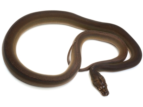 Golden Child Phantom Reticulated Python by NERD