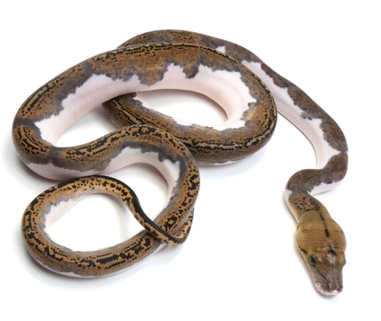 Piebald Reticulated Python by New England Reptile Distributors ...