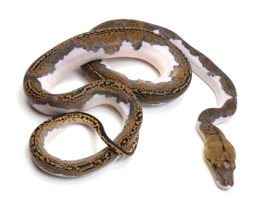 Pied Reticulated Python by NERD