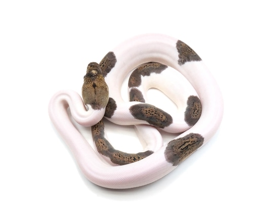 Pied Reticulated Python by New England Reptile Distributors