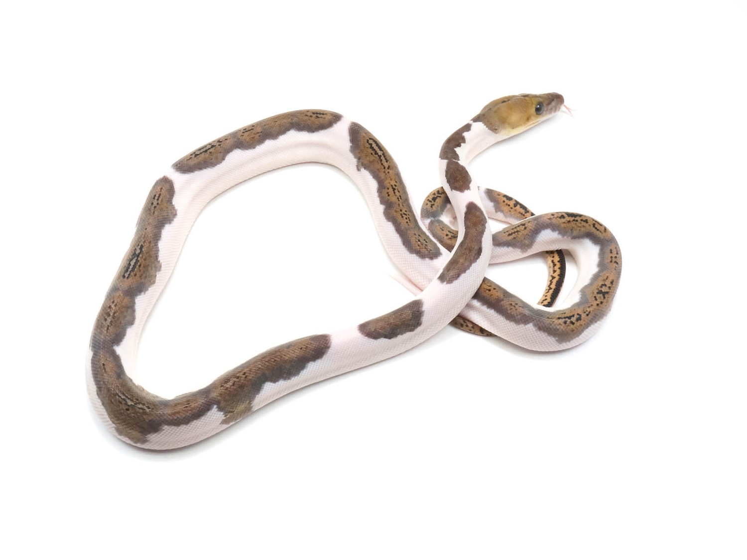 Pied Reticulated Python by New England Reptile Distributors - MorphMarket