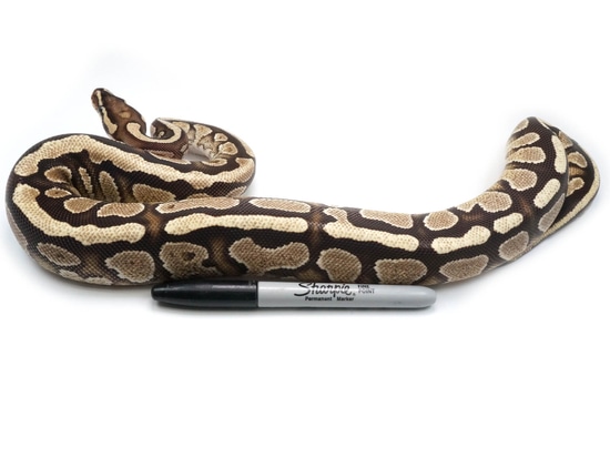 Lucifer Yellowbelly Fader Ball Python by New England Reptile Distributors